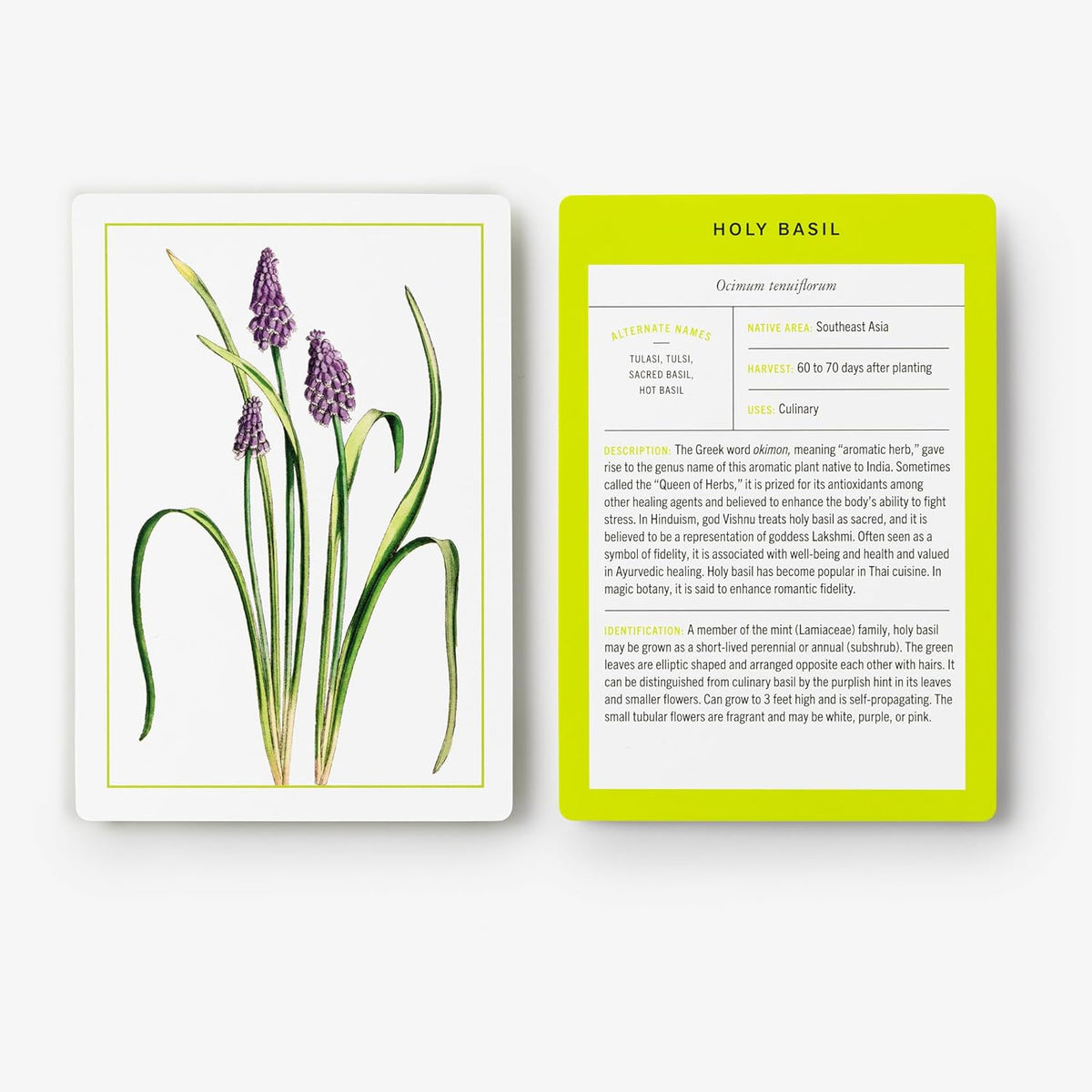 New York Botanical Garden Herb Identification Flashcards – Green Eyed Daisy